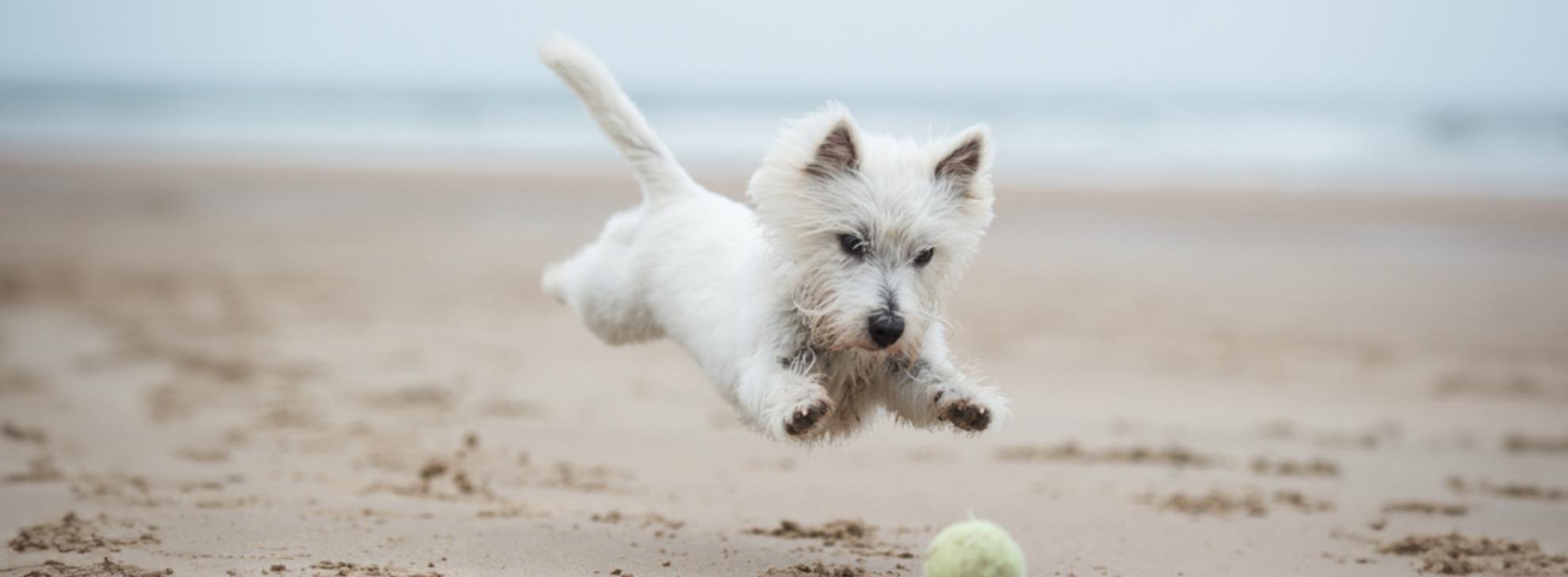 Dogs with MVD | Vetmedin UK